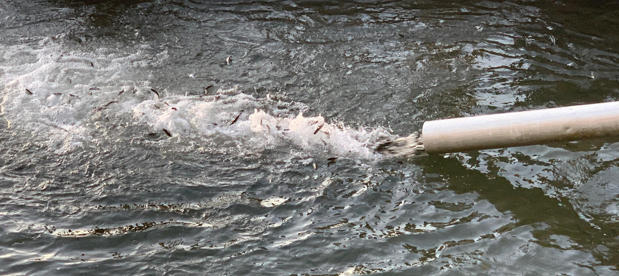 Acoustic Smolt Tagging Project for Fall-Run Salmon and Butte City ...