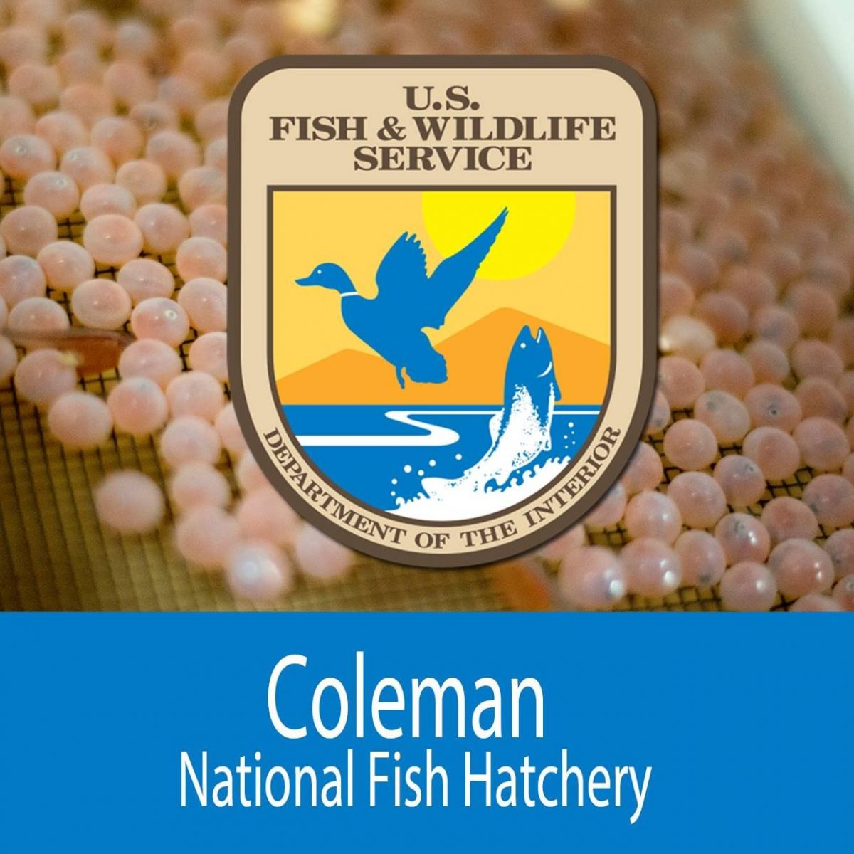 615,000 fall Chinook fry released into the Sacramento River - NCGASA